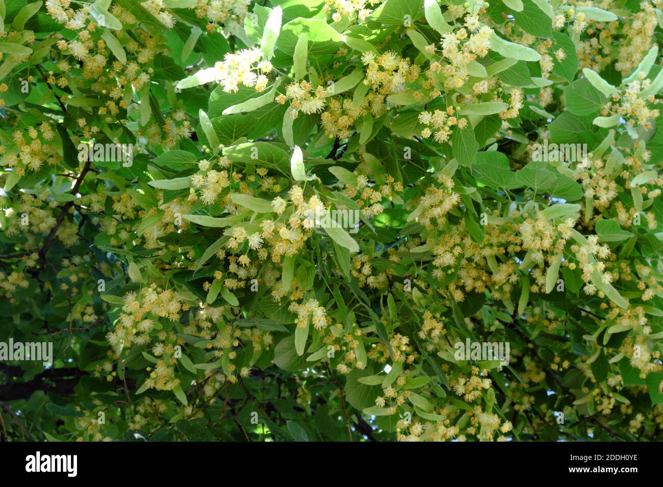 Flowers of linden tree. Branches of blooming linden Stock Photo - Alamy