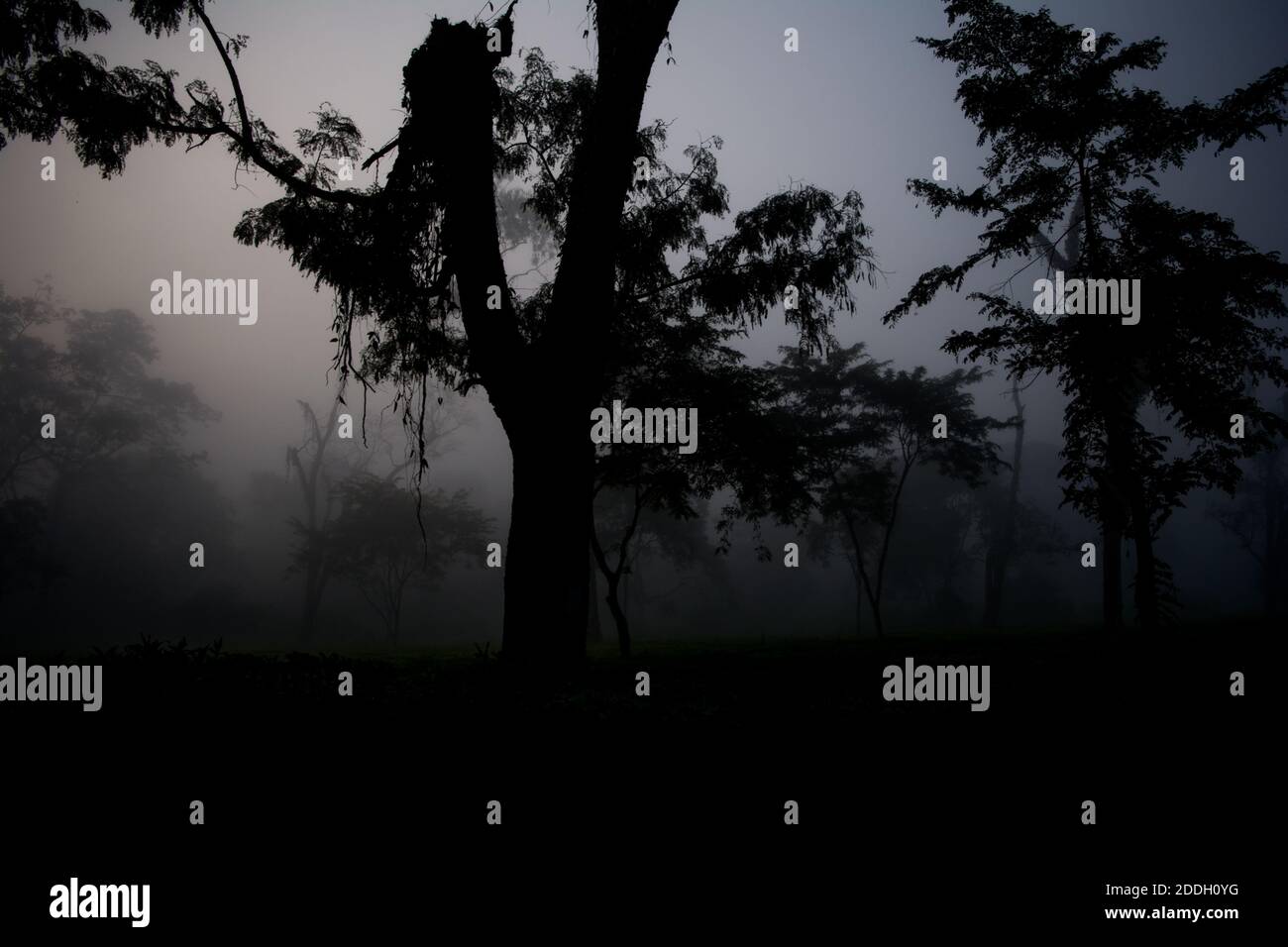 Evergreen rainforest mountains captured during an early foggy morning ...