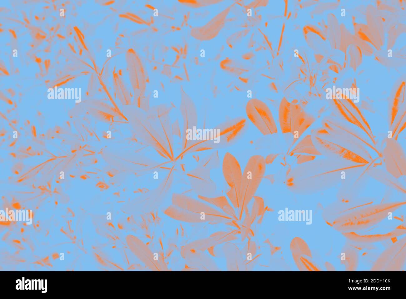 Orange ficus leaves on a blue background. Blue orange floral background ...