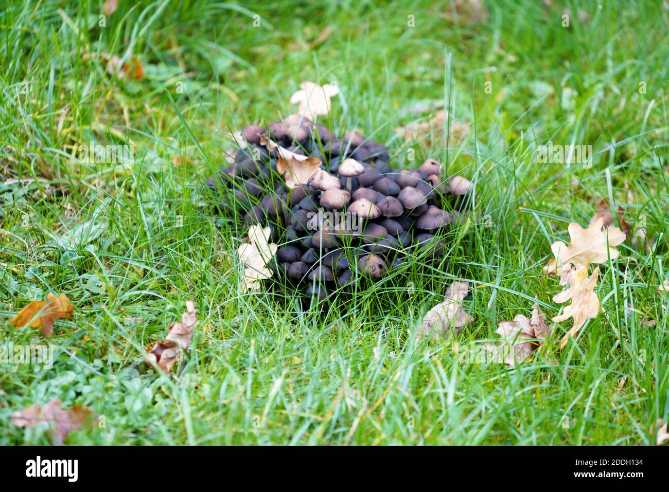 A high angle shot of fungus growing in a garden Stock Photo - Alamy