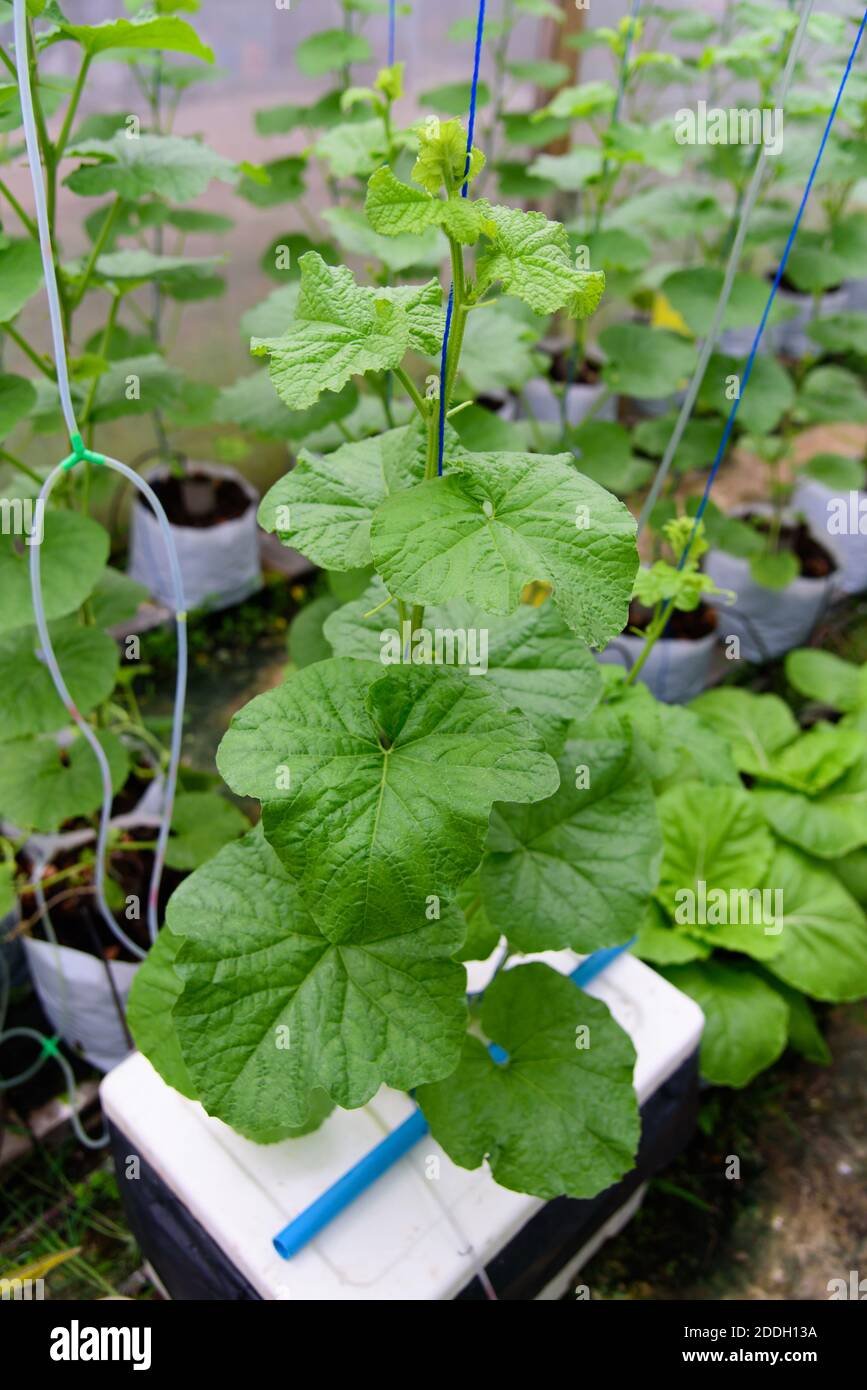 Little melon tree in hydroponic system Stock Photo - Alamy