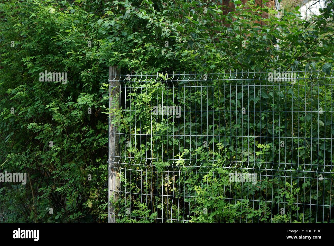 A metallic fence surrounding vegetation Stock Photo - Alamy