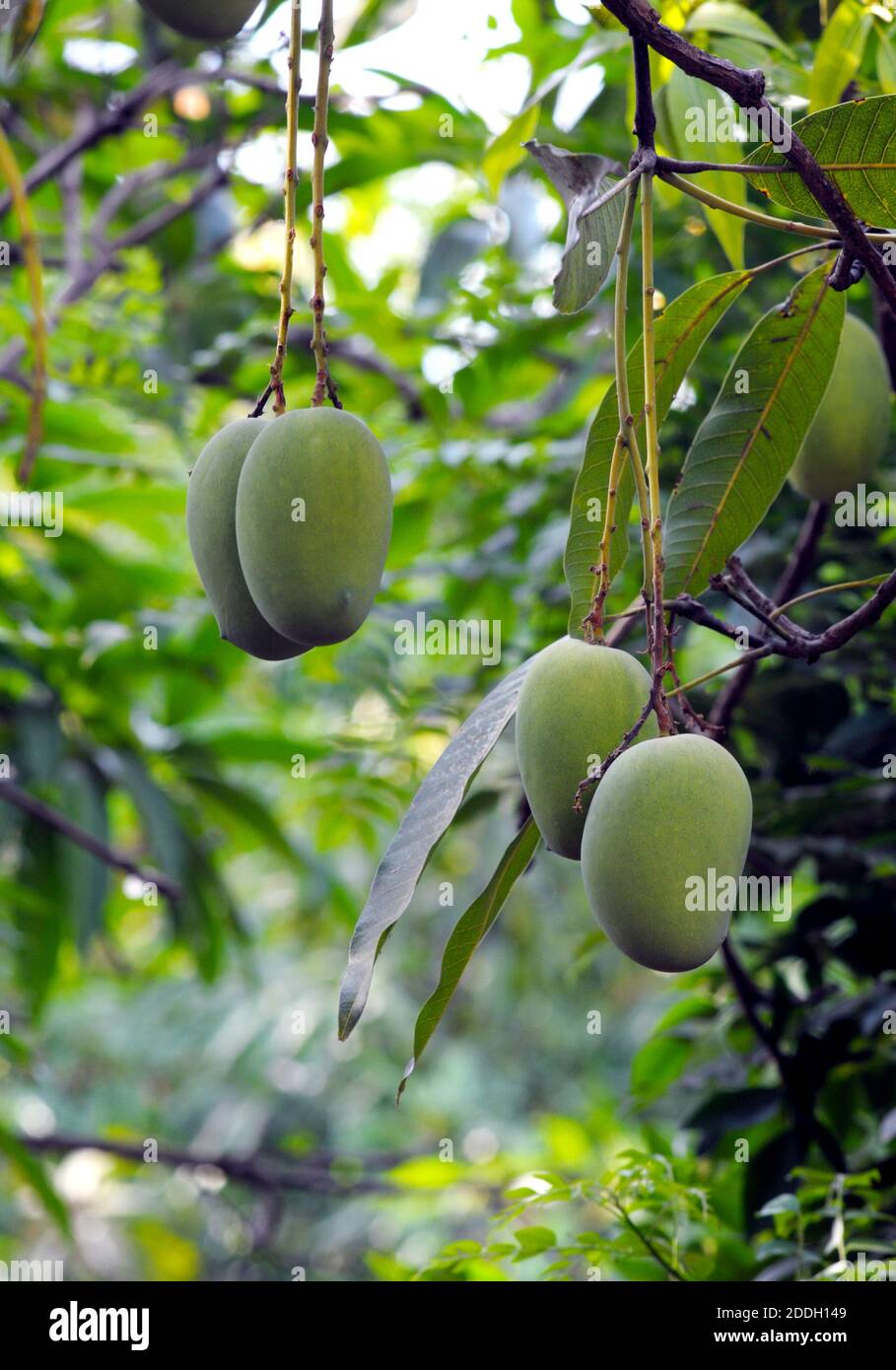 Green mangoes hanging from the branches of a tree Stock Photo - Alamy