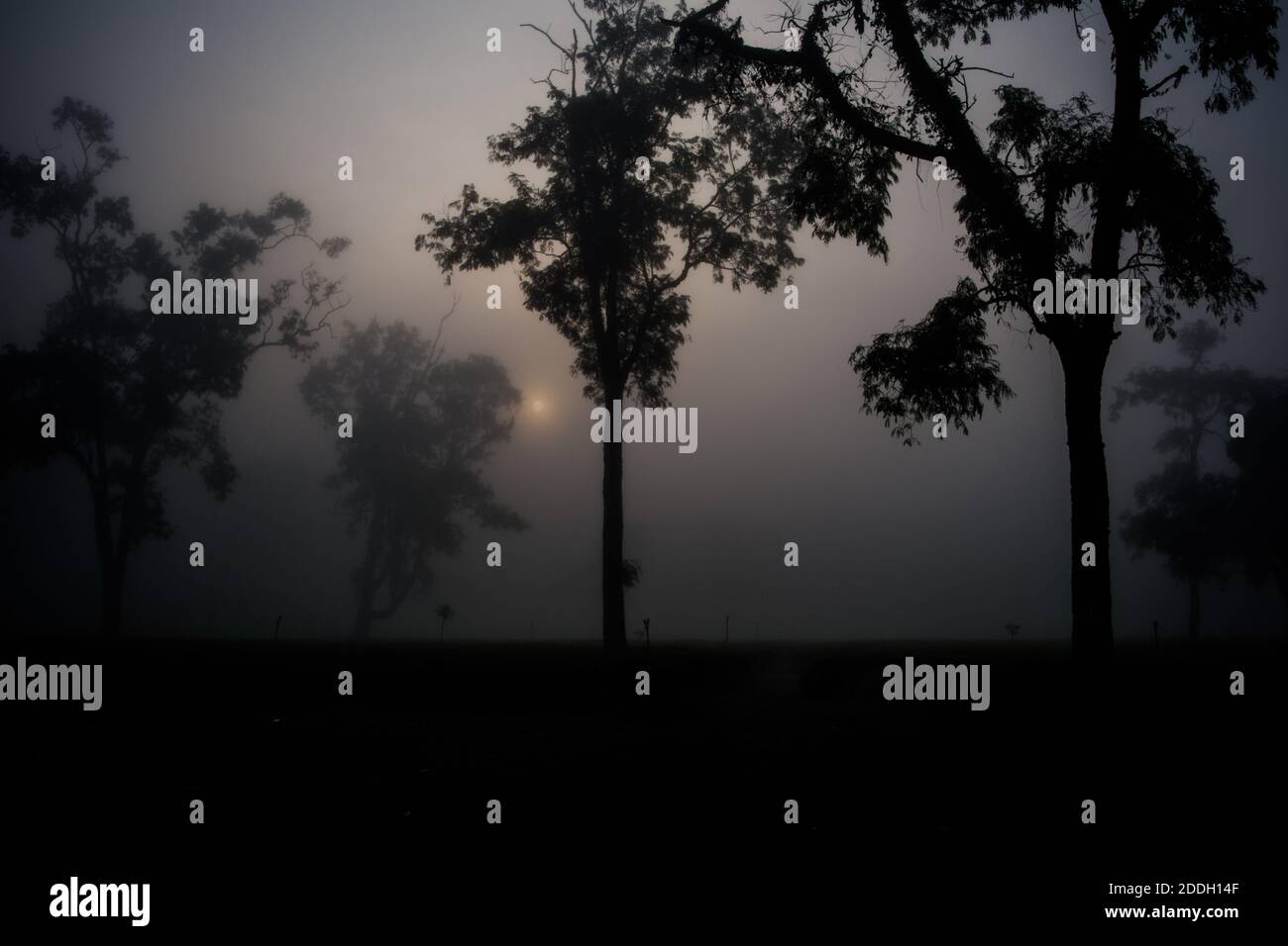 Evergreen rainforest mountains captured during an early foggy morning ...