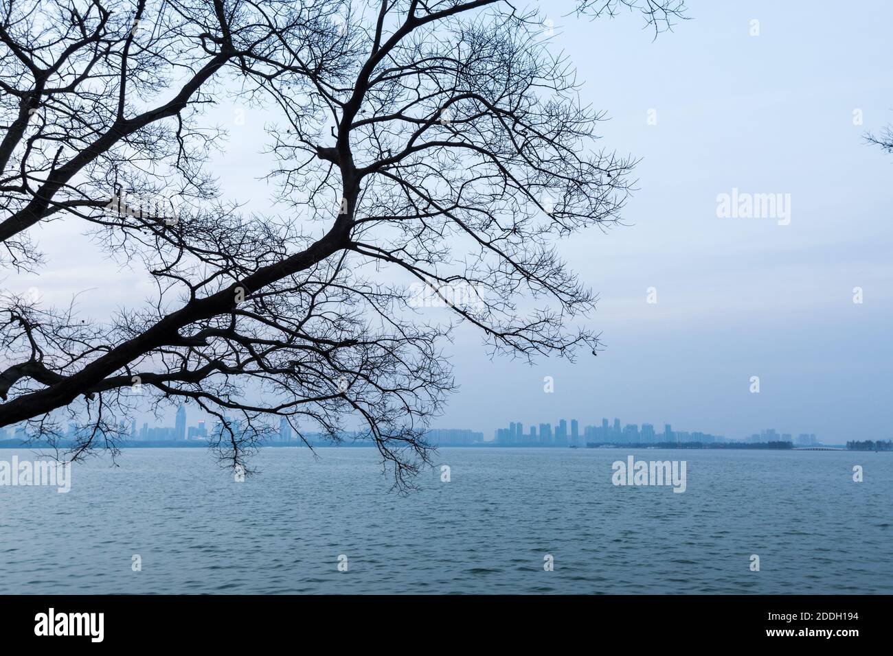 Tree in the winter, lake and twilight at the Donghu (East Lake) of ...