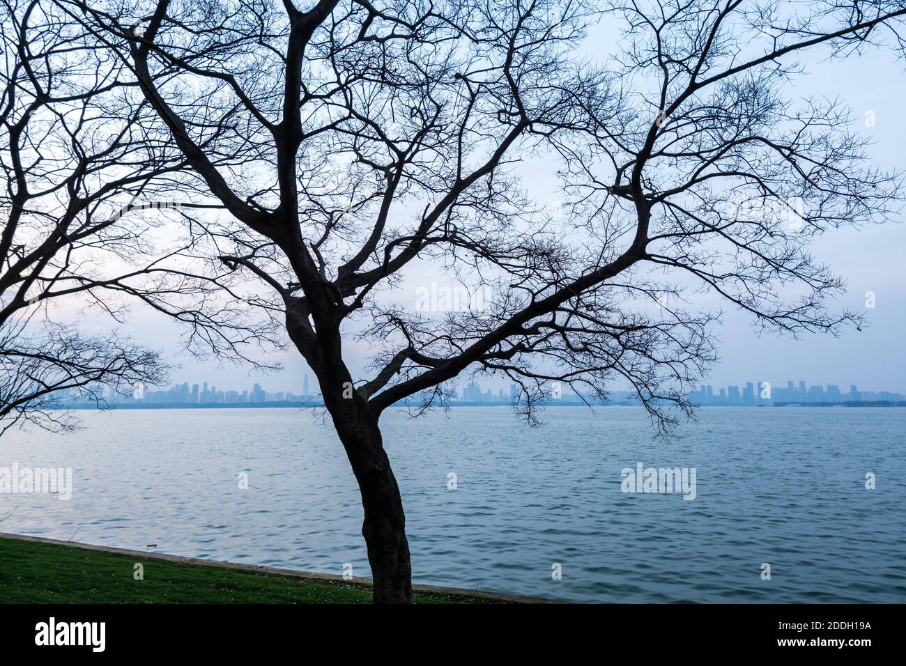 Tree in the winter, lake and twilight at the Donghu (East Lake) of ...