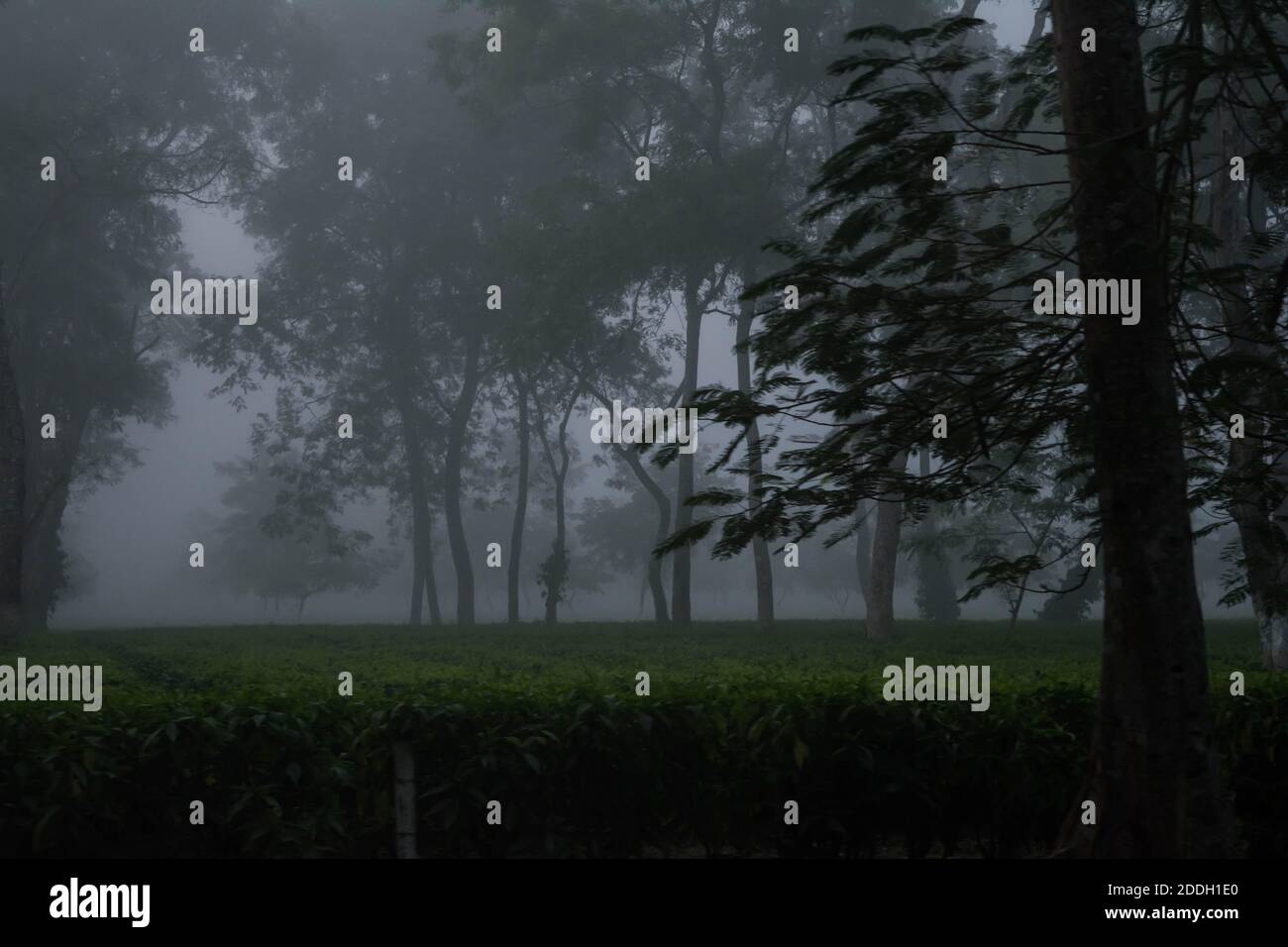 Evergreen rainforest mountains captured during an early foggy morning ...