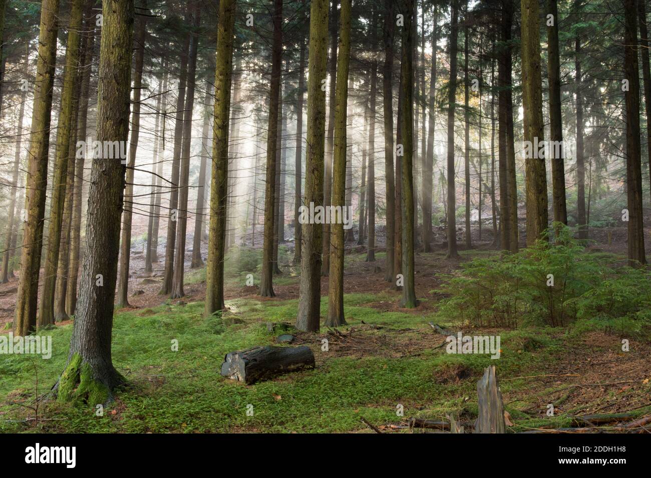 Hemlock beams hi-res stock photography and images - Alamy