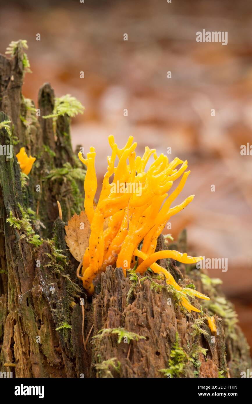 Stump Horn High Resolution Stock Photography and Images - Alamy
