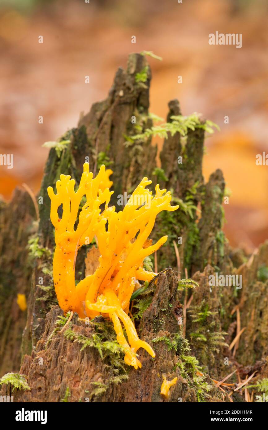 Stags horn fungi hi-res stock photography and images - Alamy