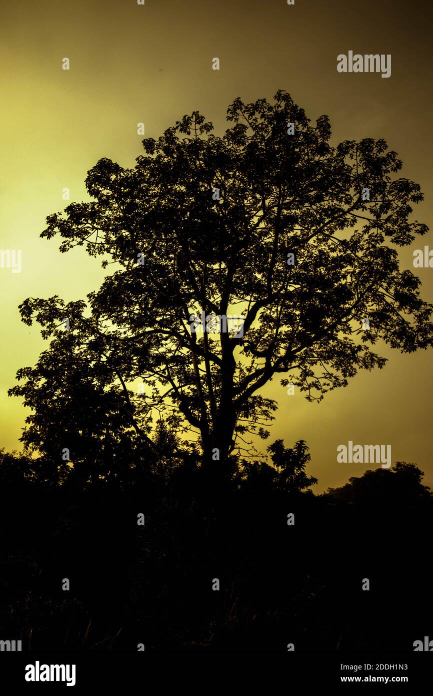 Evergreen rainforest mountains captured during an early foggy morning ...