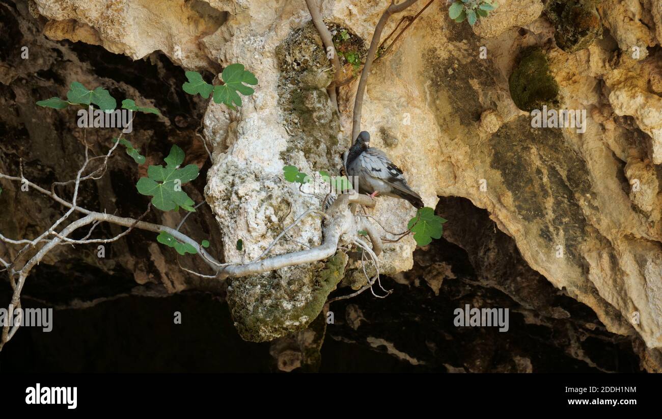 Cave pigeon hi-res stock photography and images - Alamy