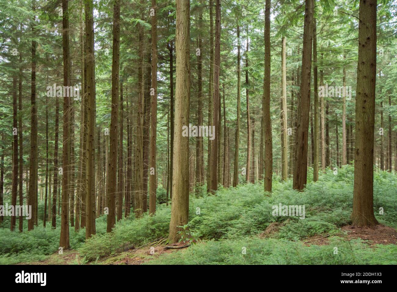 forest plantation of Hemlock trees, tall, grown for timber. Sussex, UK ...