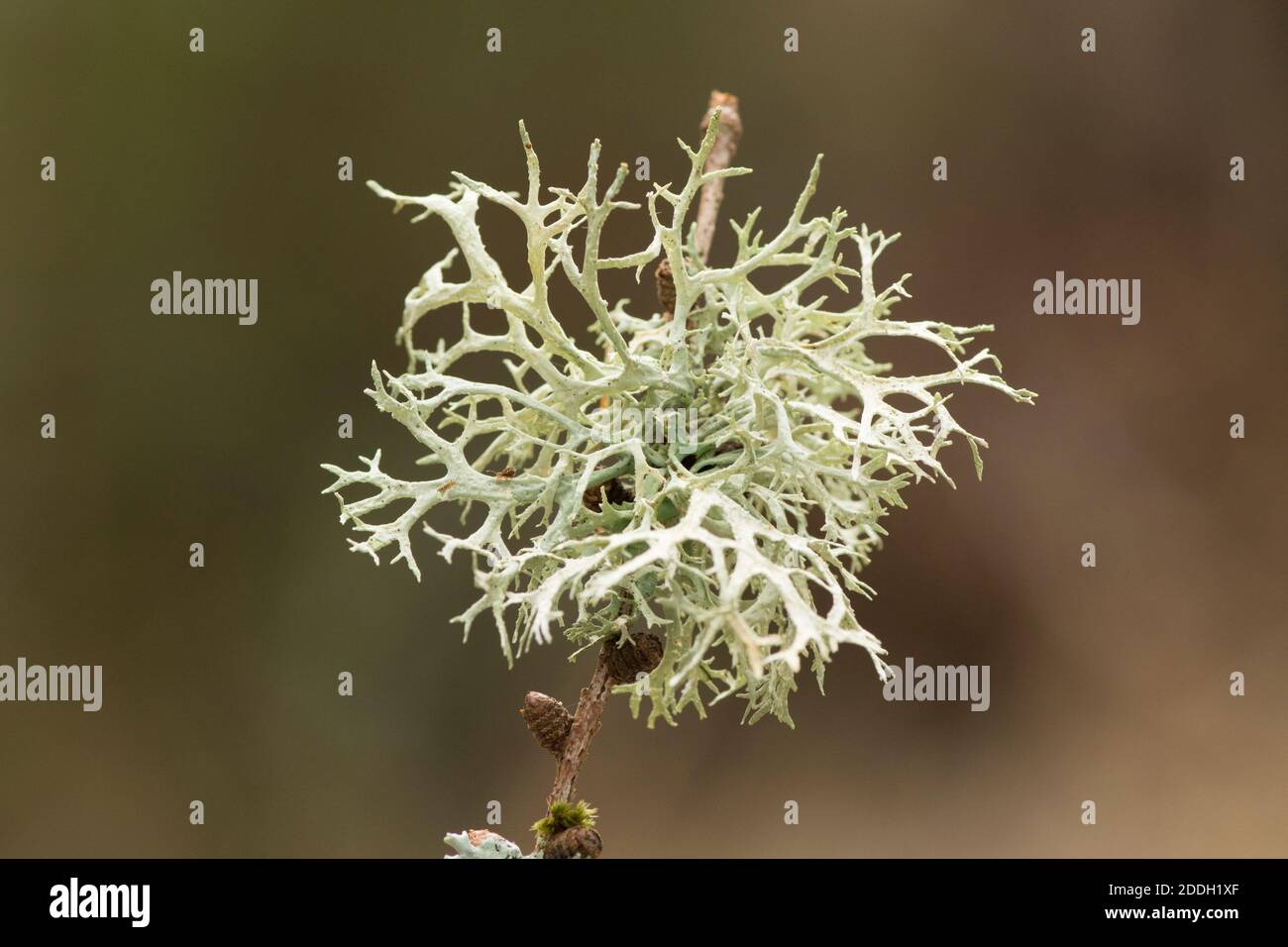 Ramalina farinacea, lichen on twig, simple close-up, November, UK Stock ...