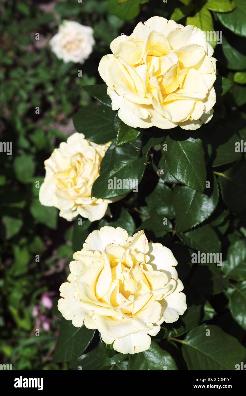 Cream rose, close-up. Beautiful large flower with cream colored petals ...