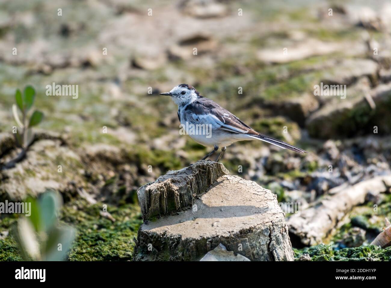 China wetland protection hi-res stock photography and images - Alamy