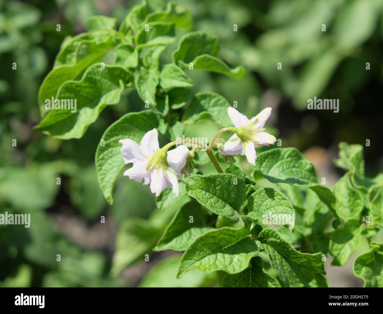 Flowers on a potato bush, close-up. Flowering potatoes Stock Photo - Alamy