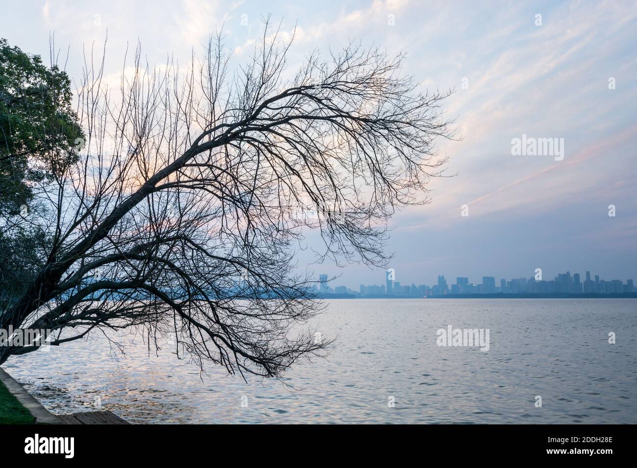 Tree in the winter, lake and twilight at the Donghu (East Lake) of ...