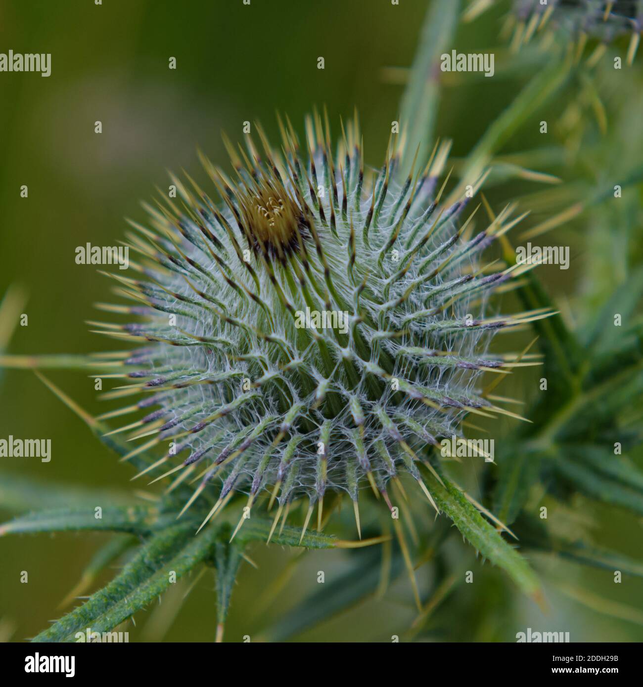 Scottish thistle hi-res stock photography and images - Alamy