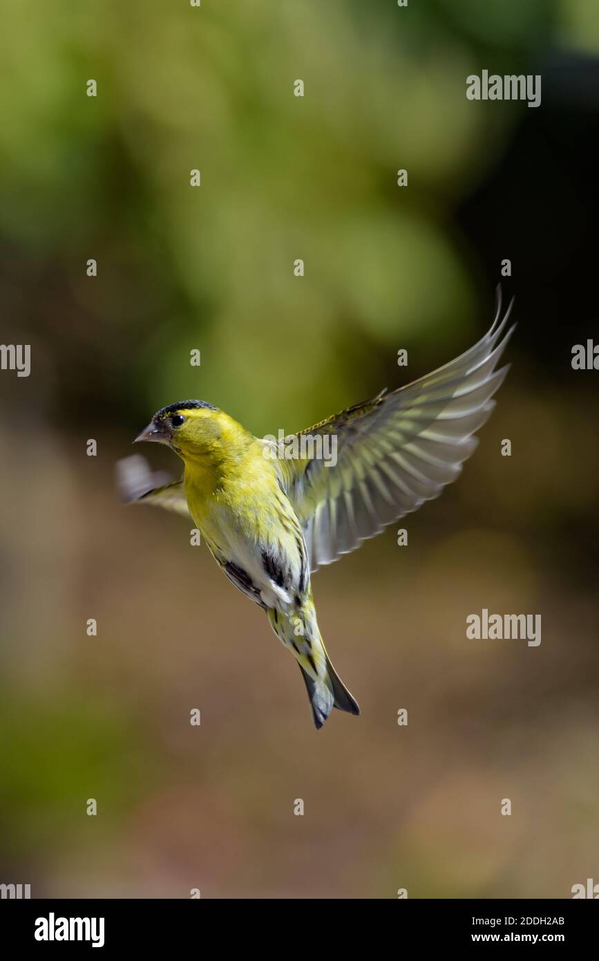 Siskin in Flight Front View Stock Photo - Alamy