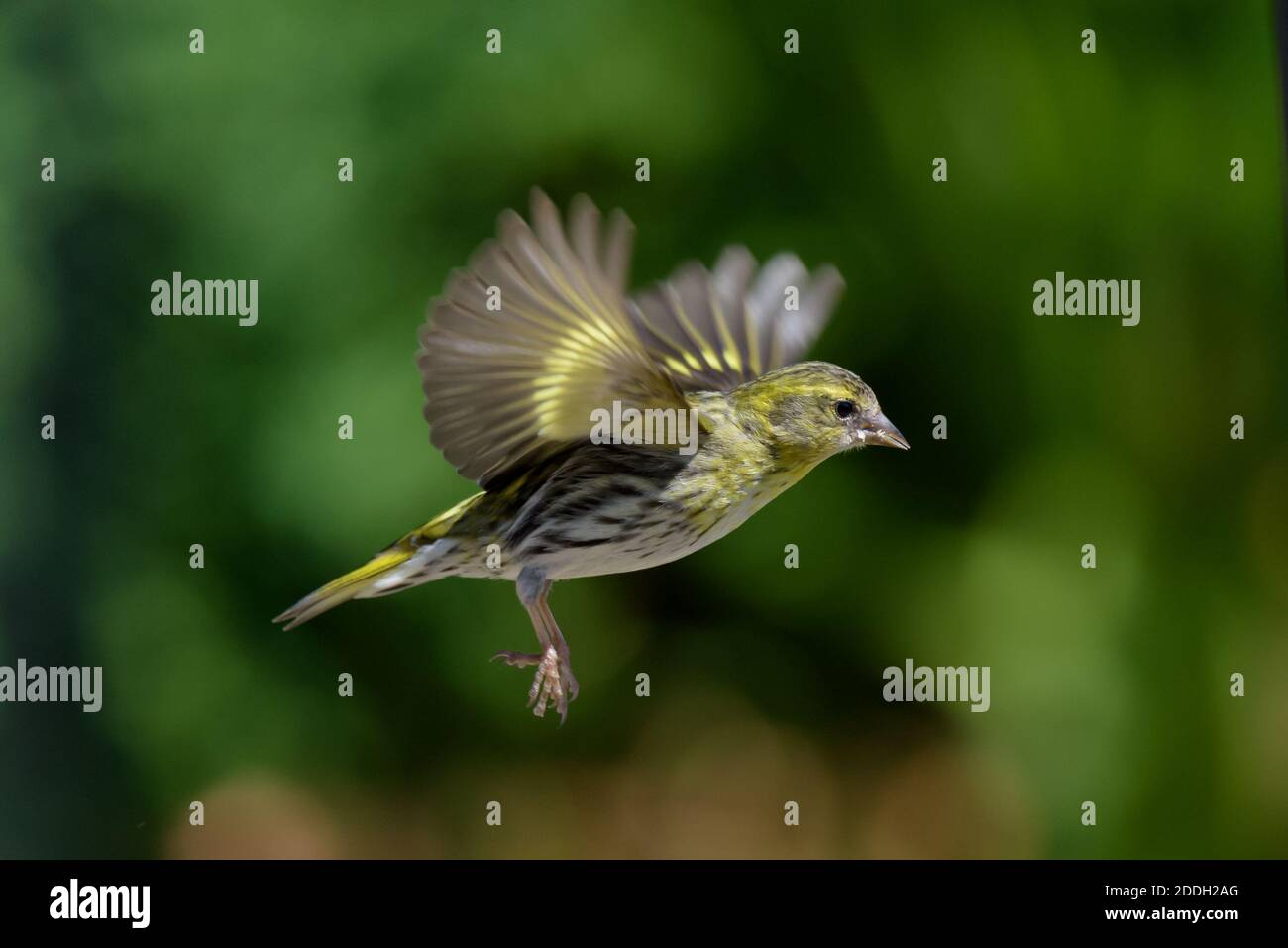 Siskin in Flight Side View Closeup Stock Photo - Alamy