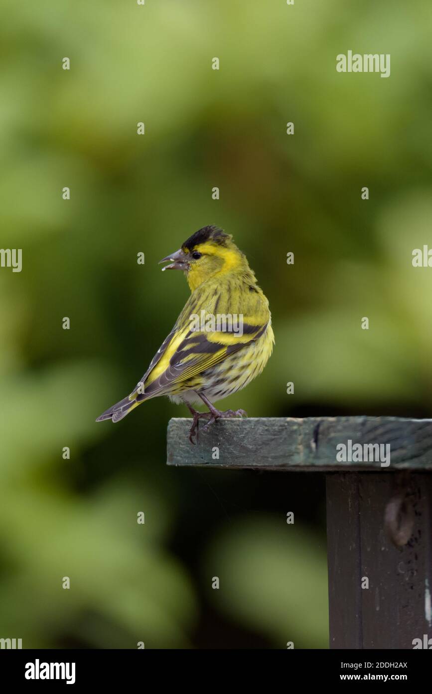 Siskin Looking Backwards on a Bird Table Stock Photo - Alamy