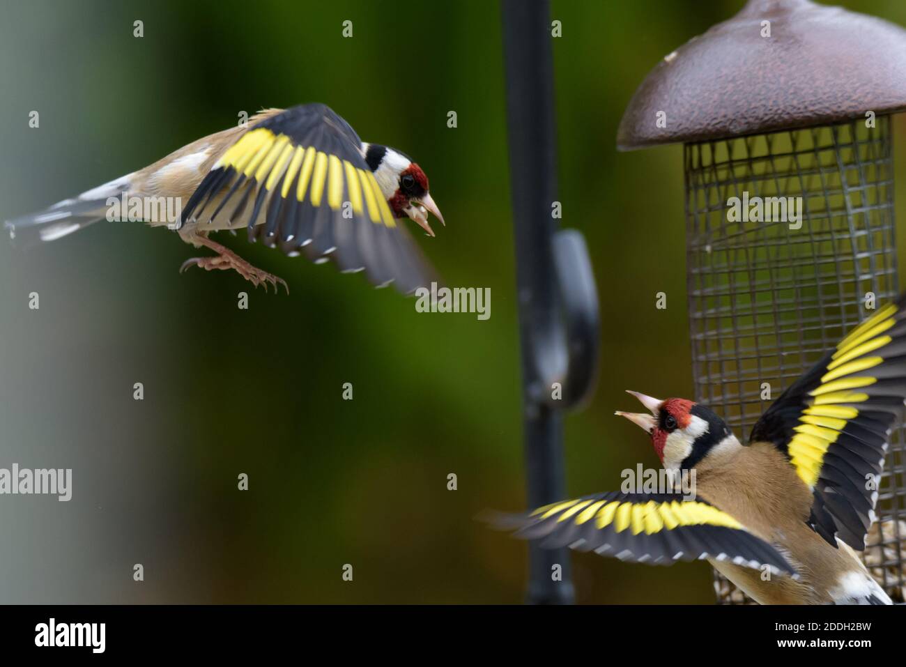 Two Goldfinches Arguing on a Bird Feeder 002 Stock Photo - Alamy