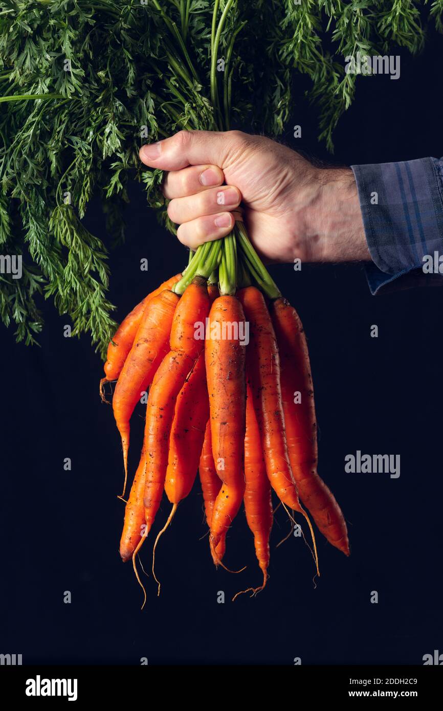 bunch of fresh carrots without cleaning held by the hand of a farmer ...