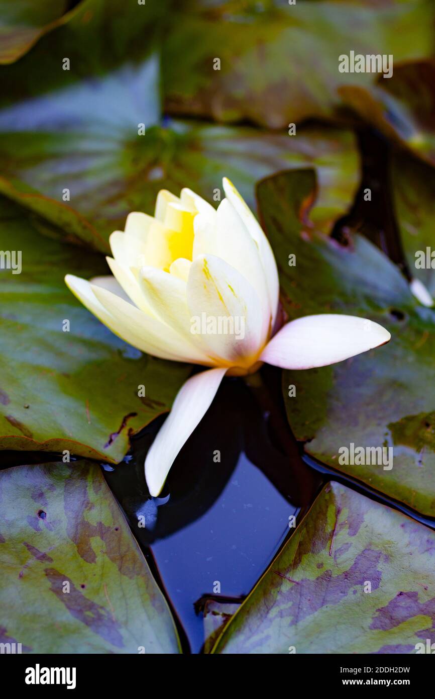 Green lily pad and white flower hi-res stock photography and images - Alamy