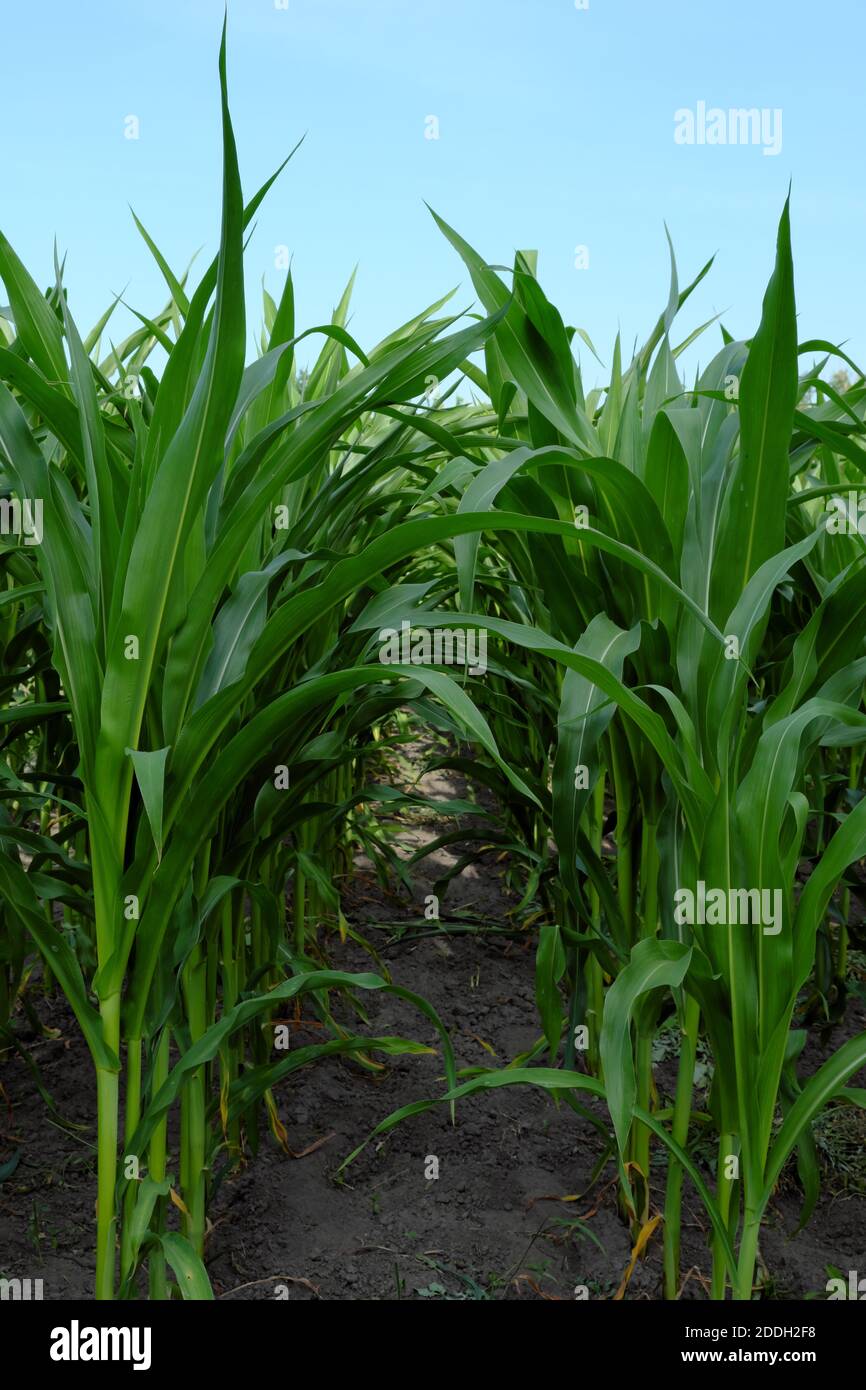 Large corn plant hi-res stock photography and images - Alamy