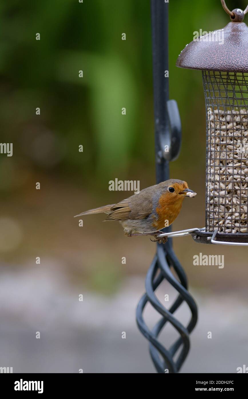 Young Robin on a Bird Feeder Stock Photo - Alamy