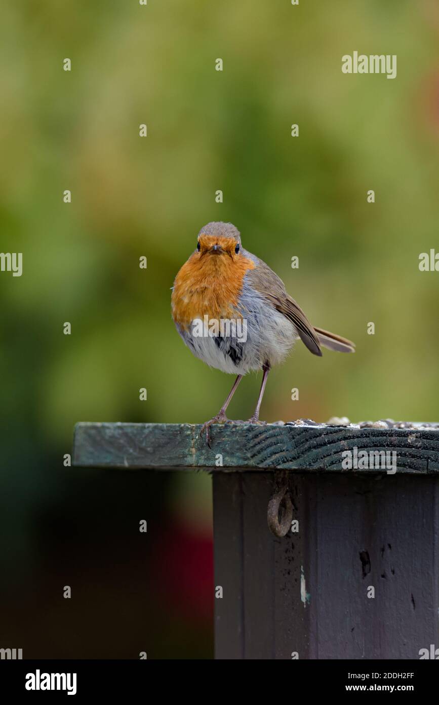 Robin on bird table hi-res stock photography and images - Alamy