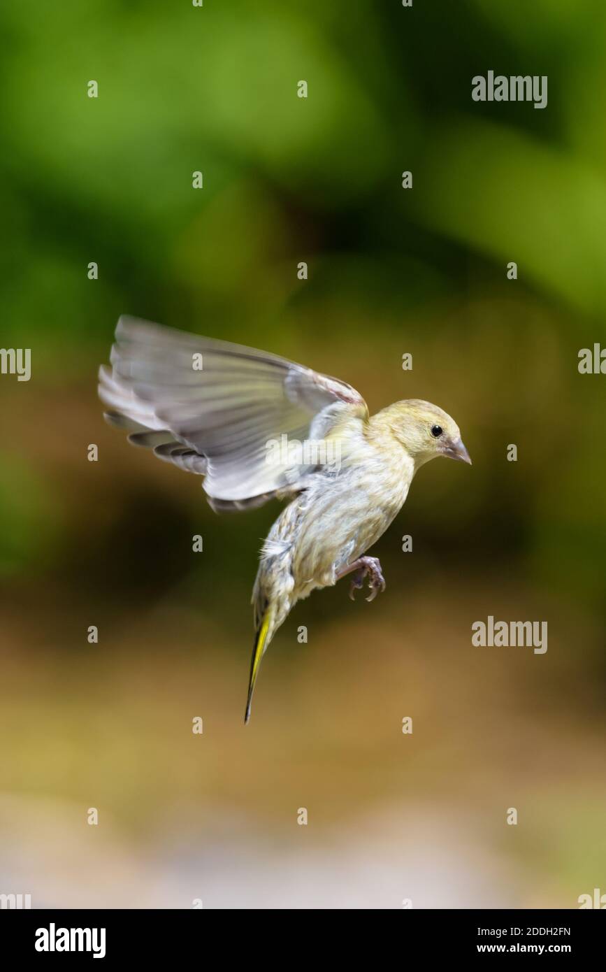Young Siskin in Flight Stock Photo - Alamy