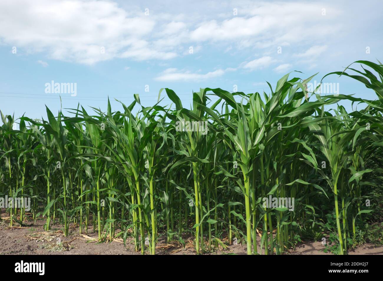 Garden farming hi-res stock photography and images - Alamy
