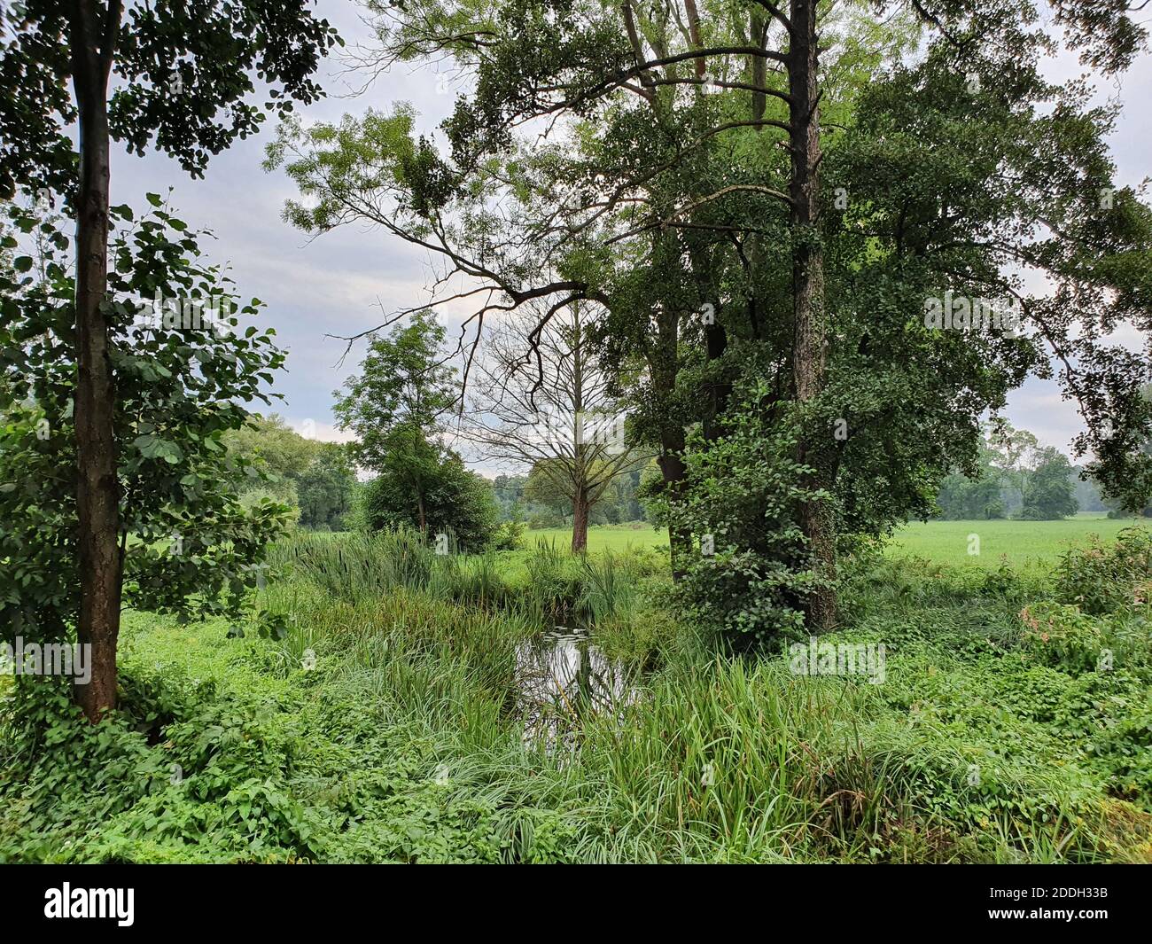 Creek in Spreewald in Germany Stock Photo - Alamy
