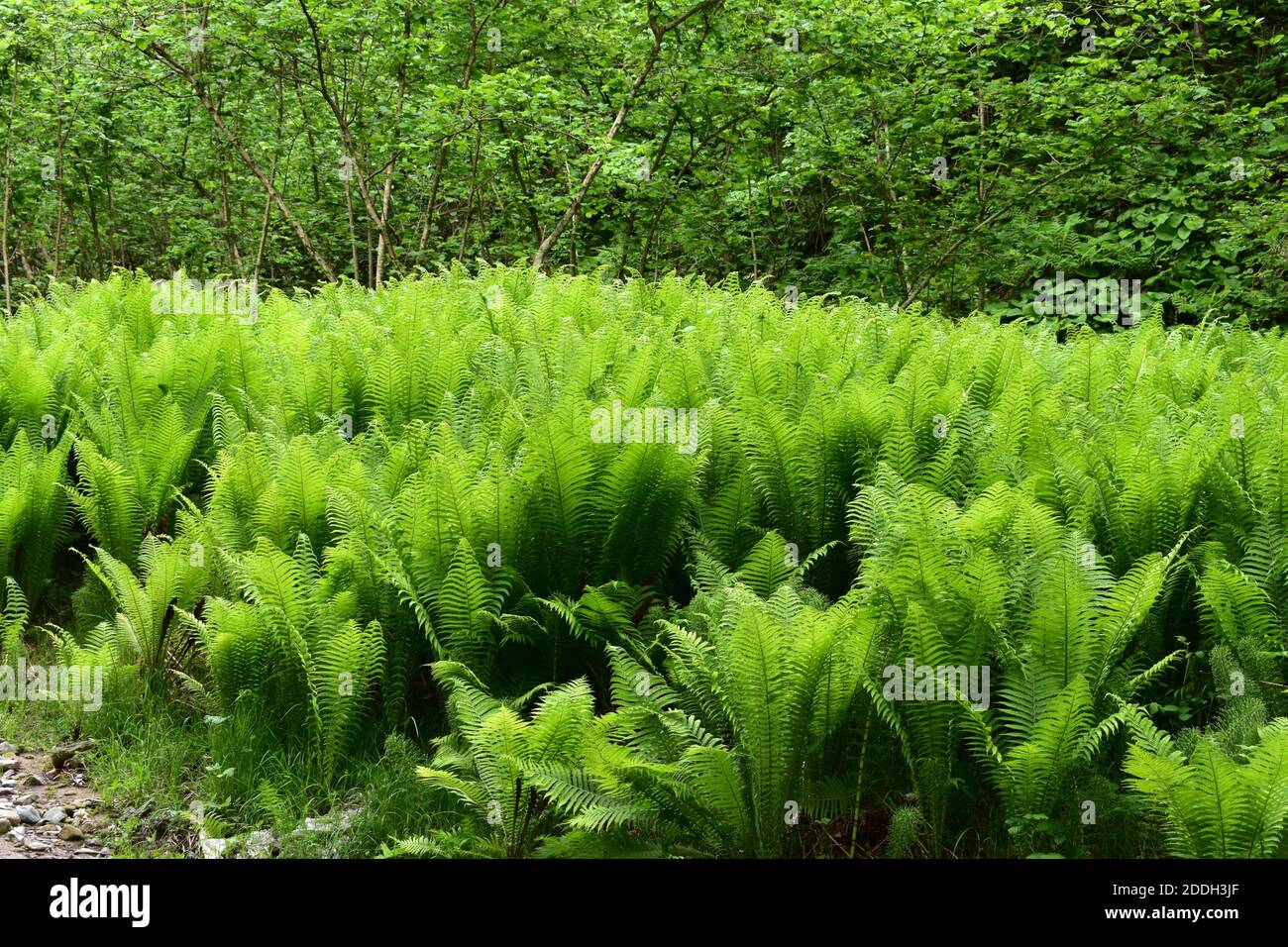 A greenery view of ferns growing in a forest Stock Photo - Alamy