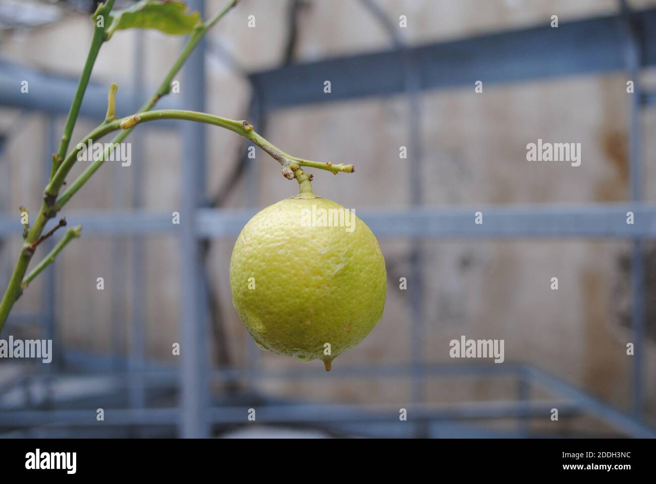Single lime hi-res stock photography and images - Alamy