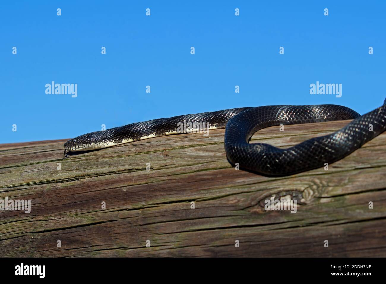 Rat snake hi-res stock photography and images - Alamy