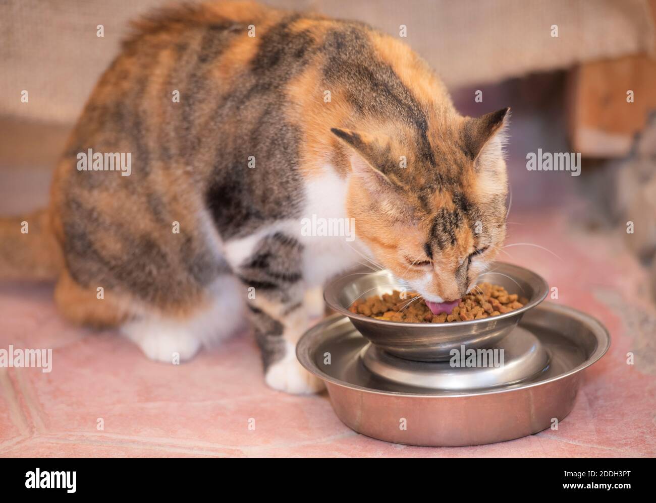 Closeup of cute domestic tortoise shell house cat felis catus feeding ...