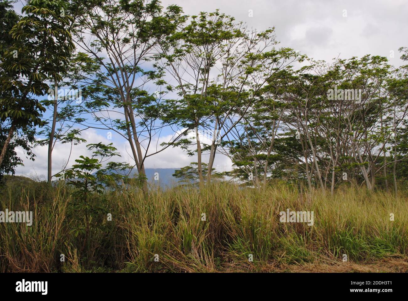 landscape of trees and grass Stock Photo - Alamy