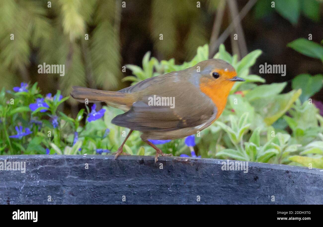 A closeup of a cute European robin surrounded by flowers in a garden ...