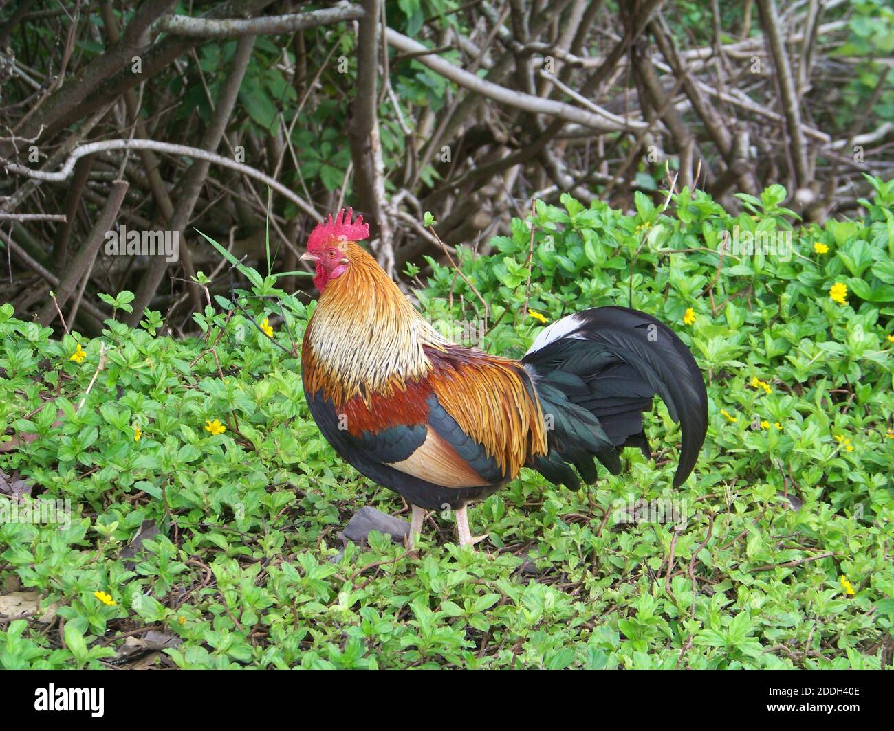 Roster hi-res stock photography and images - Alamy