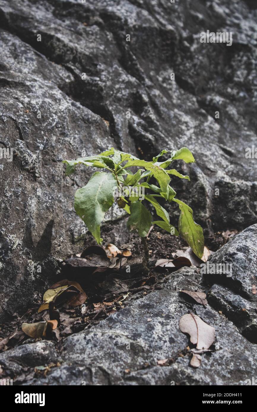 A vertical closeup of a plant growing on a rock Stock Photo - Alamy