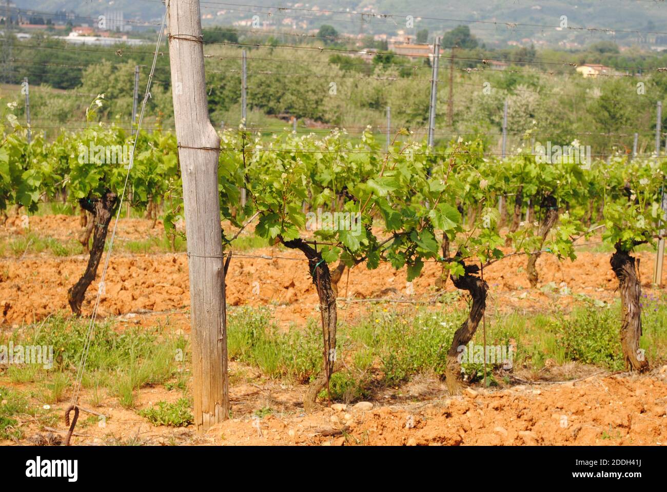 Close up vines hi-res stock photography and images - Alamy