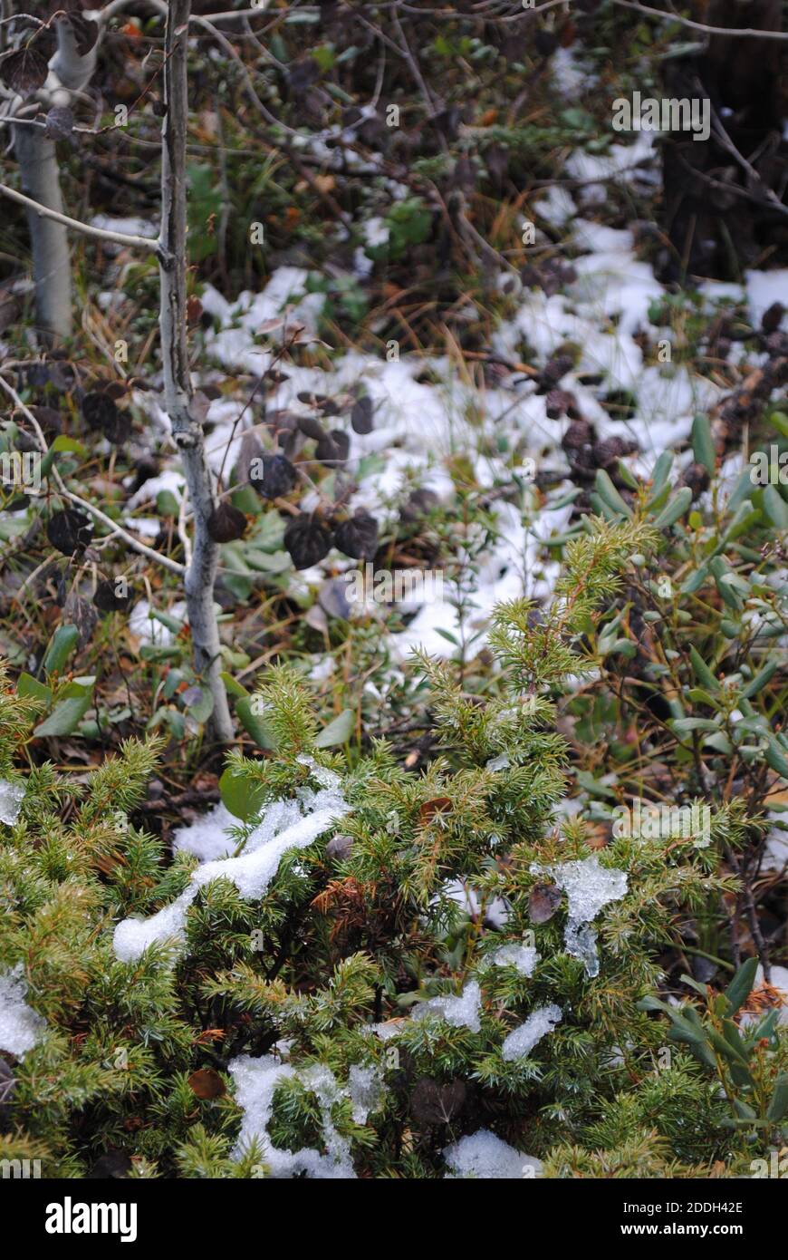 snow in a bush Stock Photo - Alamy