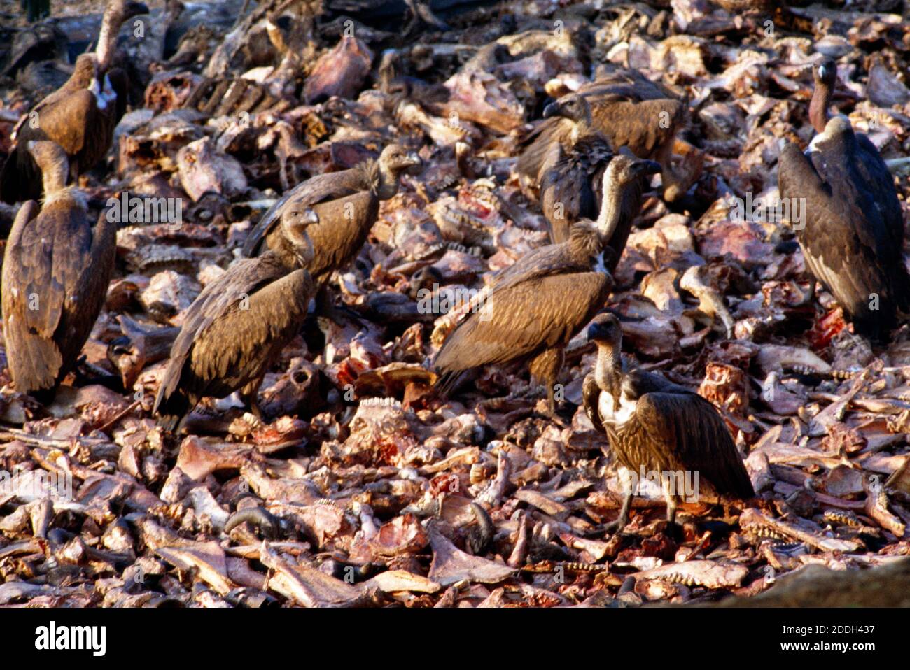 Vulture carcass india hi-res stock photography and images - Alamy