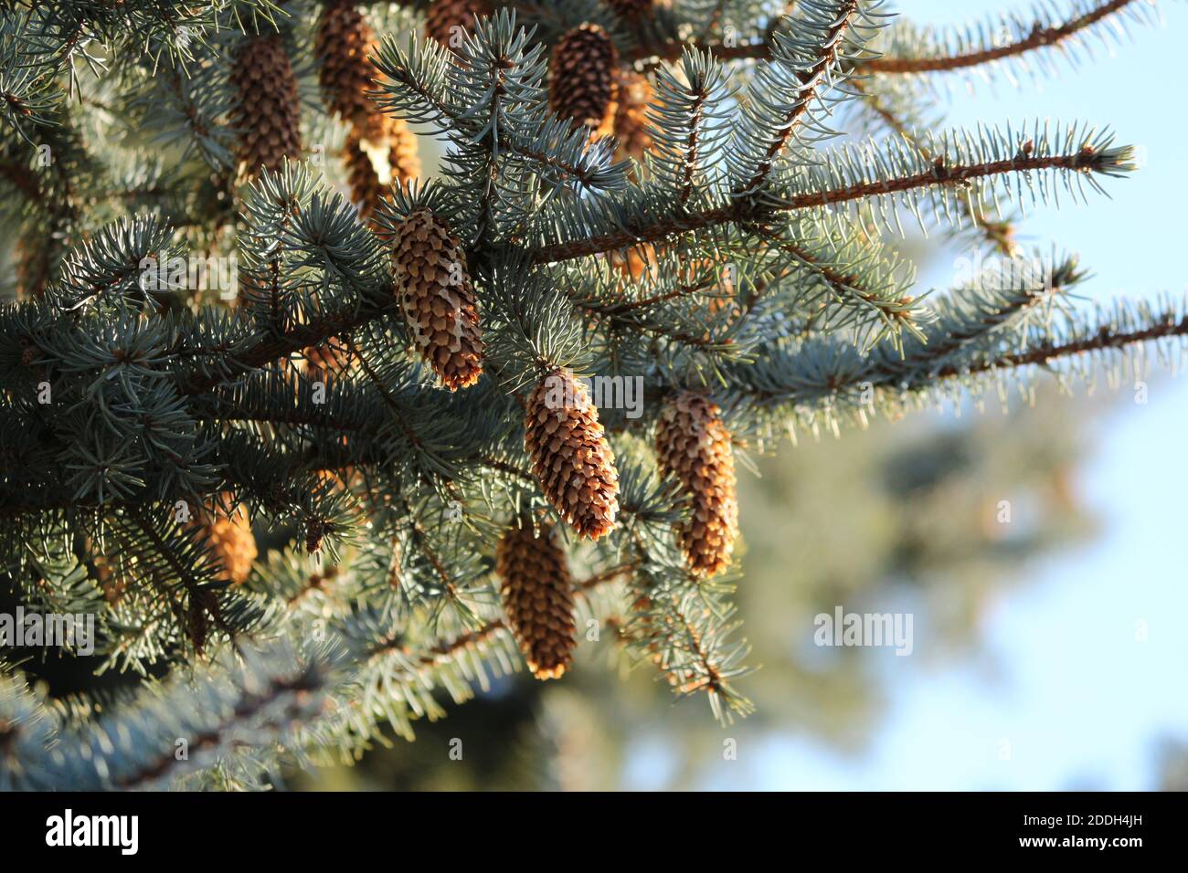 Branches of a blue spruce tree with brown cones in the soft magical ...