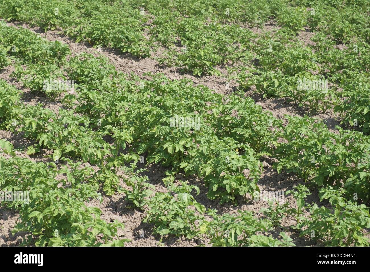 potato plantations grow in the field. vegetable rows. farming, agriculture Stock Photo - Alamy