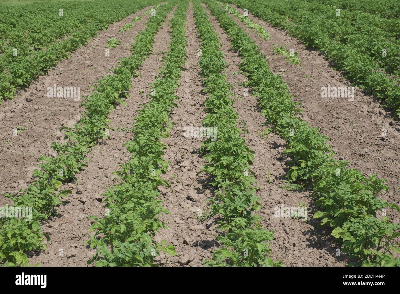 potato plantations grow in the field. vegetable rows. farming, agriculture Stock Photo - Alamy
