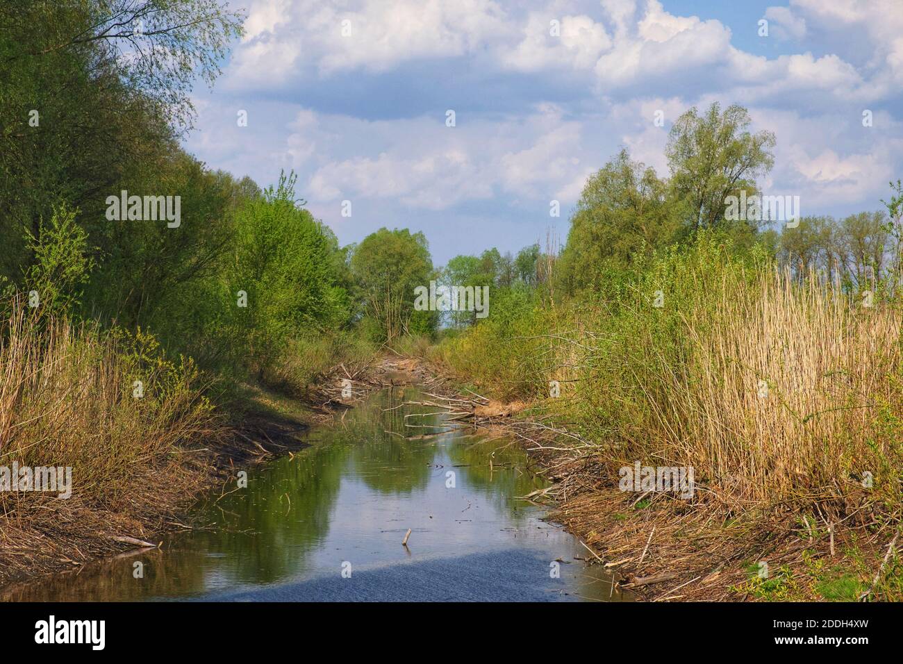 Small shallow river. Vegetation along the banks of the forest river ...
